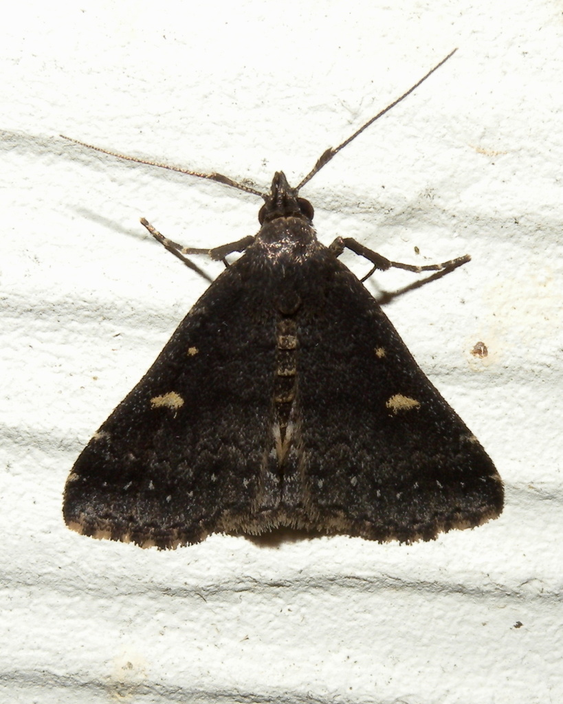 Smoky Tetanolita Moth from Long Island, Southold, NY, US on October 26 ...