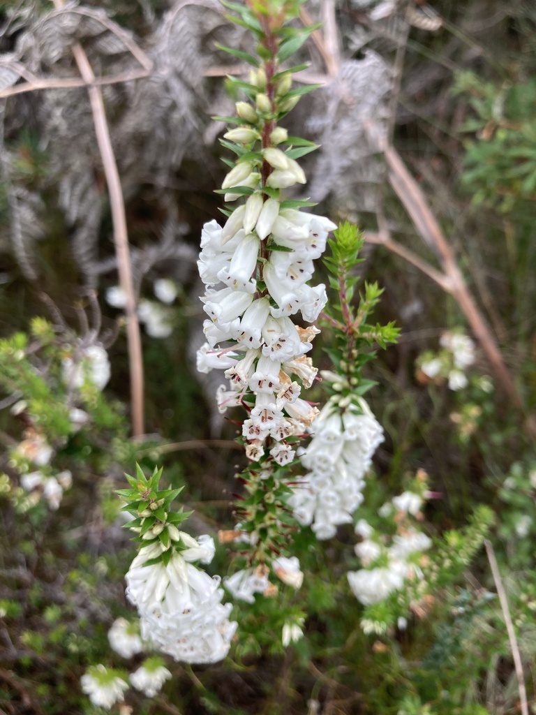 Common Heath from Cape Liptrap Coastal Park, Walkerville, VIC, AU on ...