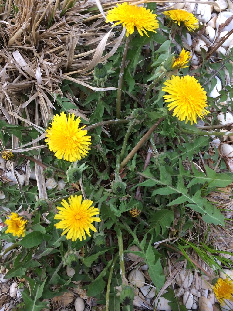 red-seeded dandelion from 7th Ave, Seaside Park, NJ, US on April 13 ...