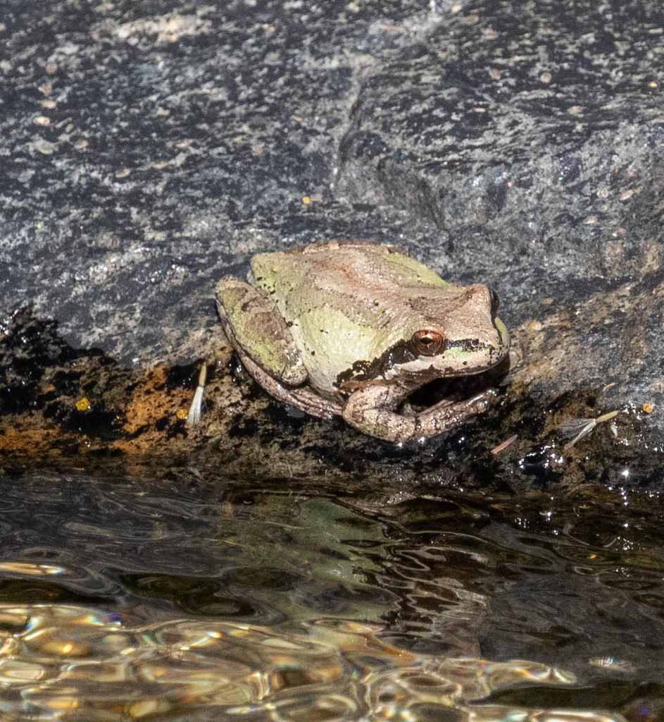 Baja California Tree Frog in January 2024 by Dan Fitzgerald (Fitz ...