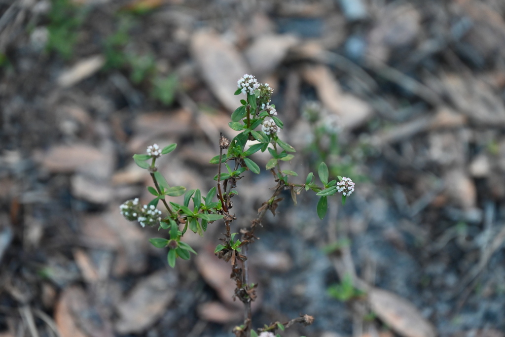 shrubby false buttonweed from Manatee County, FL, USA on January 20 ...