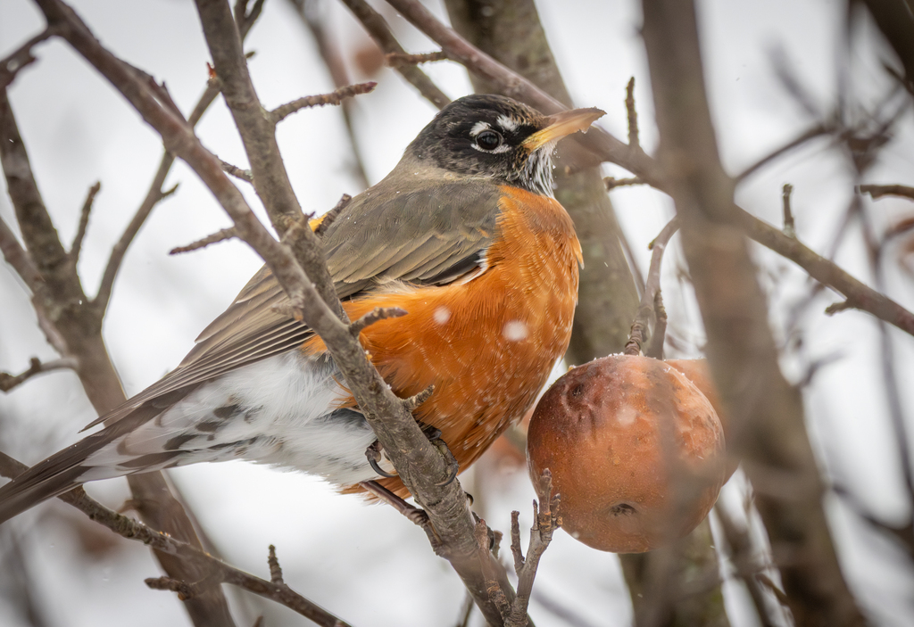 American Robin from Talbot, London, ON N6P, Canada on January 22, 2024 ...