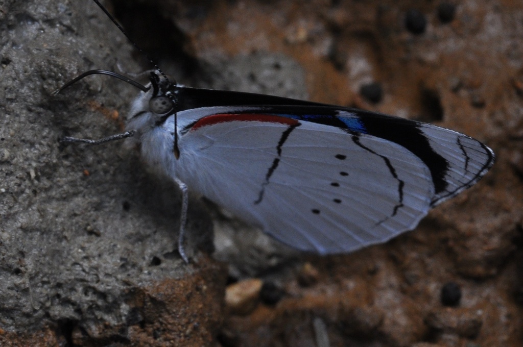 Vague Numberwings from 60 AN 04, Jardín, Antioquia, CO on January 22 ...