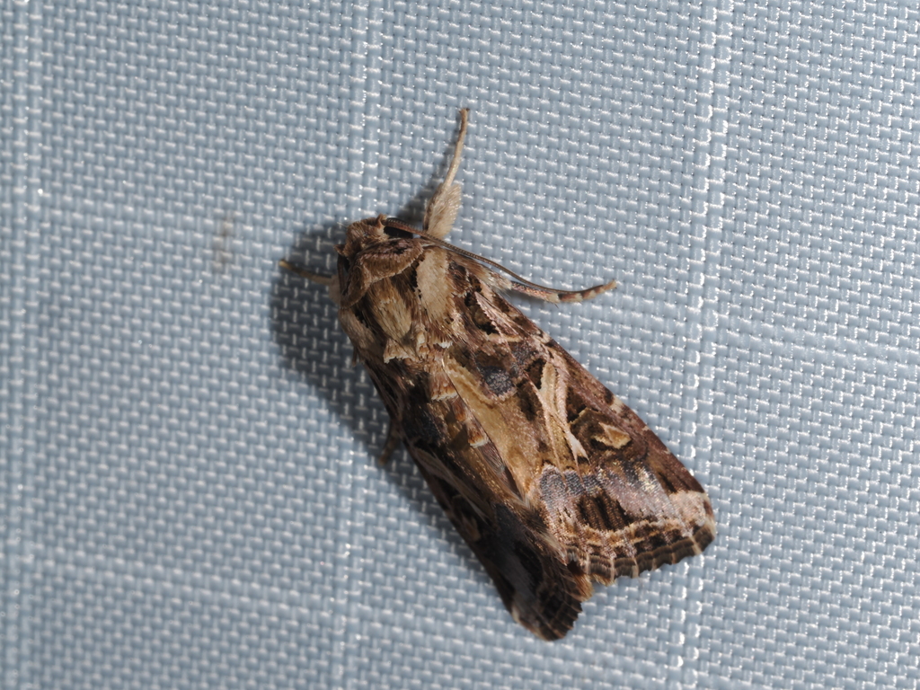 Oriental leafworm moth from West Epping, NSW, Australia on January 15 ...