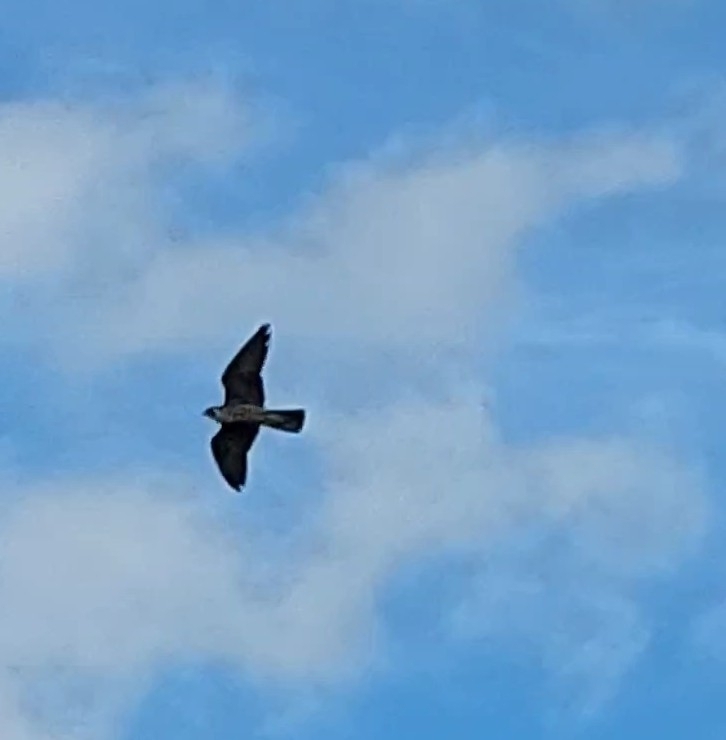 Peregrine Falcon from Punta Cancun on January 20, 2024 at 09:35 AM by ...