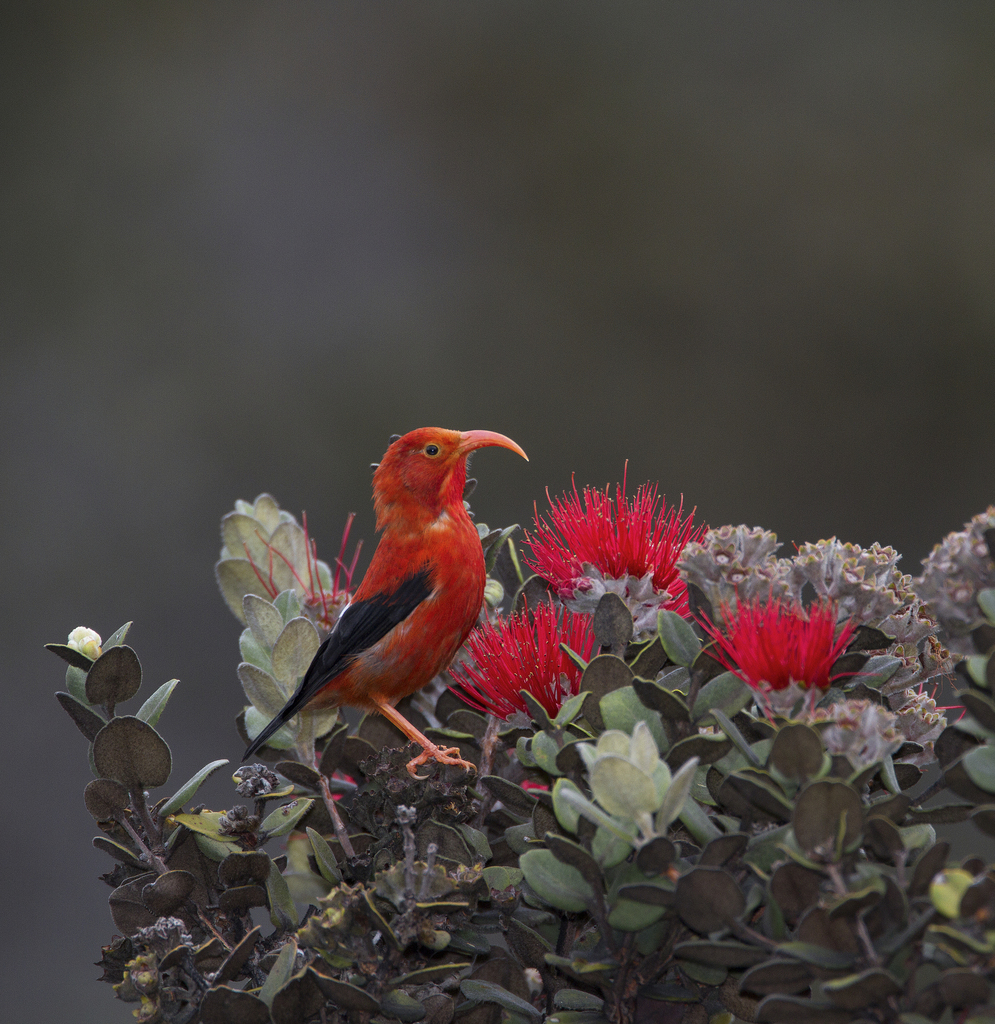 ʻIʻiwi from Hawaii County, HI, USA on October 28, 2011 at 02:27 AM by ...