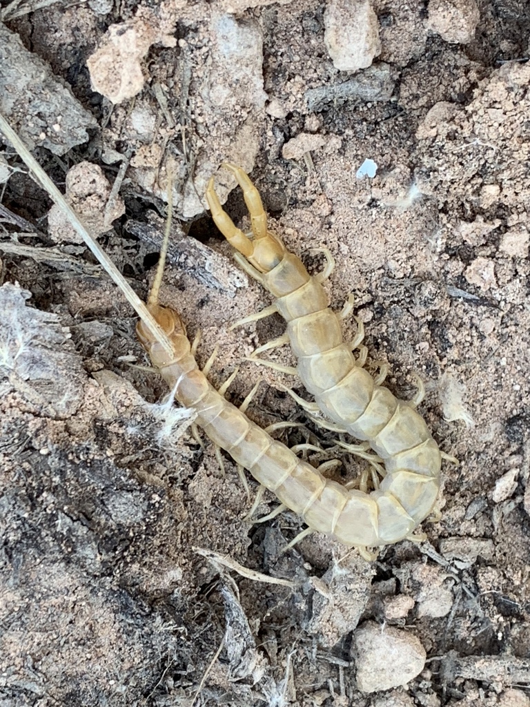 Common Desert Centipede from I-15 S, Mesquite, NV, US on April 13, 2019 ...