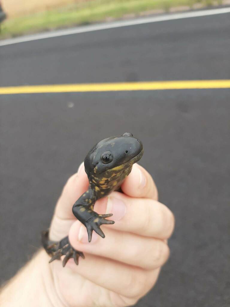 Tiger Salamander from Nobles County, MN, USA on September 23, 2023 at ...