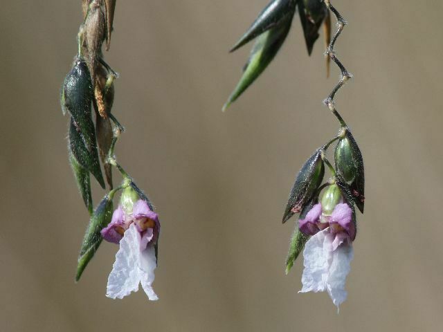 alligator flag from Green Cay Nature Center & Wetlands, 12800 Hagen ...