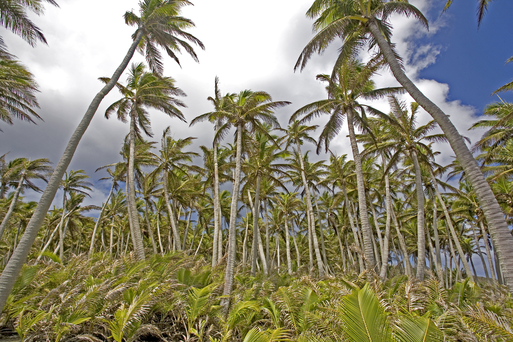 coconut palm from Northern Islands, MP on June 25, 2010 at 02:56 PM by ...