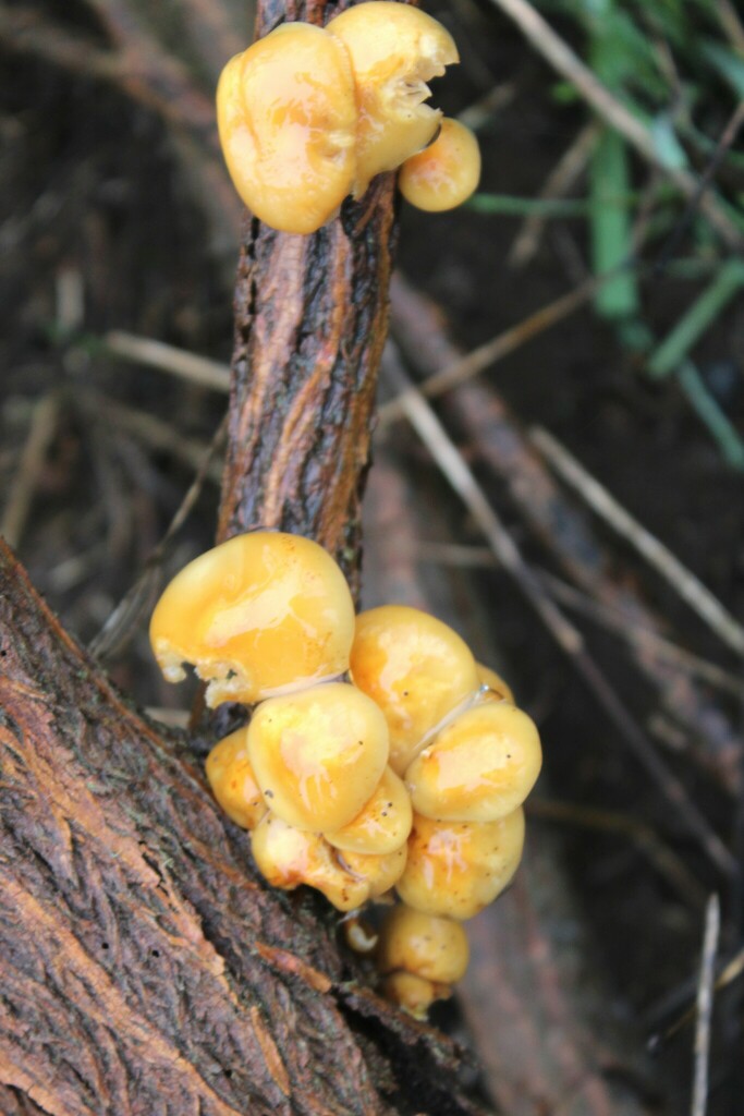 Flammulina lupinicola from Abbotts Lagoon, California 94937, USA on ...