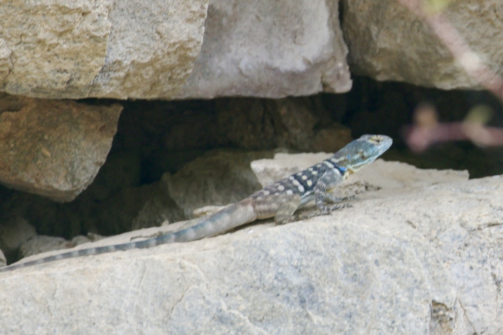 Baja California Rock Lizard from La Paz, BCS, Mexico on January 16 ...