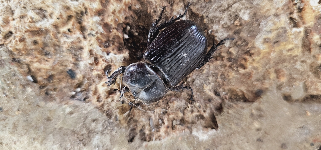 Triceratops Beetle from Cbta Número 87 on January 22, 2024 at 07:56 AM ...