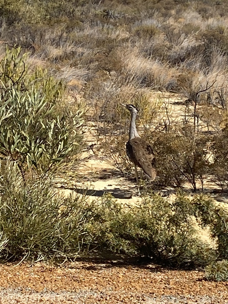 Australian Bustard from Kalbarri National Park, Kalbarri National Park ...