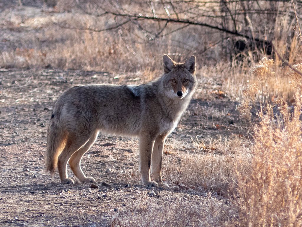 Coyote from Pueblo County, CO, USA on January 22, 2024 at 08:30 AM by ...