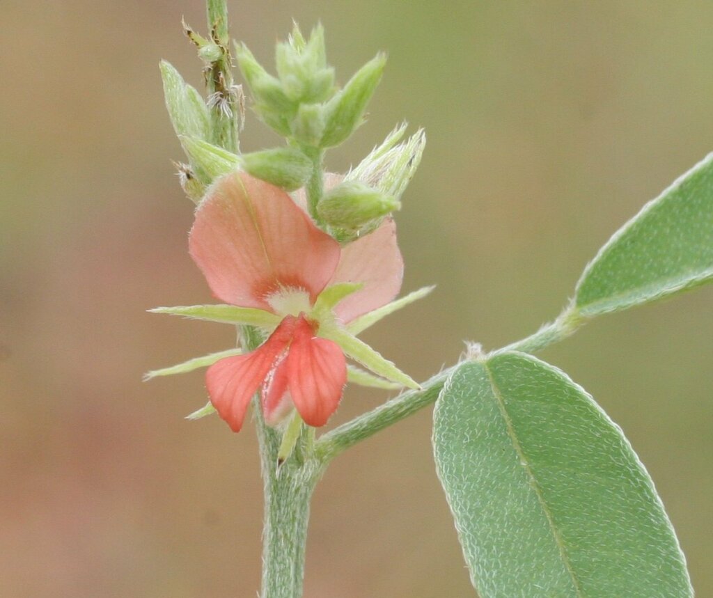 Indigofera trita trita from Durack WA 6743, Australia on February 19 ...