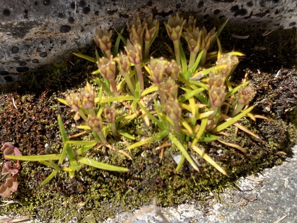 Colobanthus from Old Man Range 9778, New Zealand on January 21, 2024 at ...