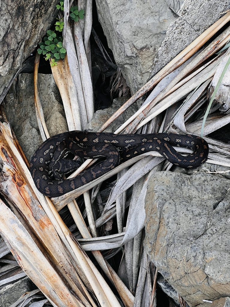 Coastal Carpet Python from Broken Head Nature Reserve, Broken Head, NSW ...