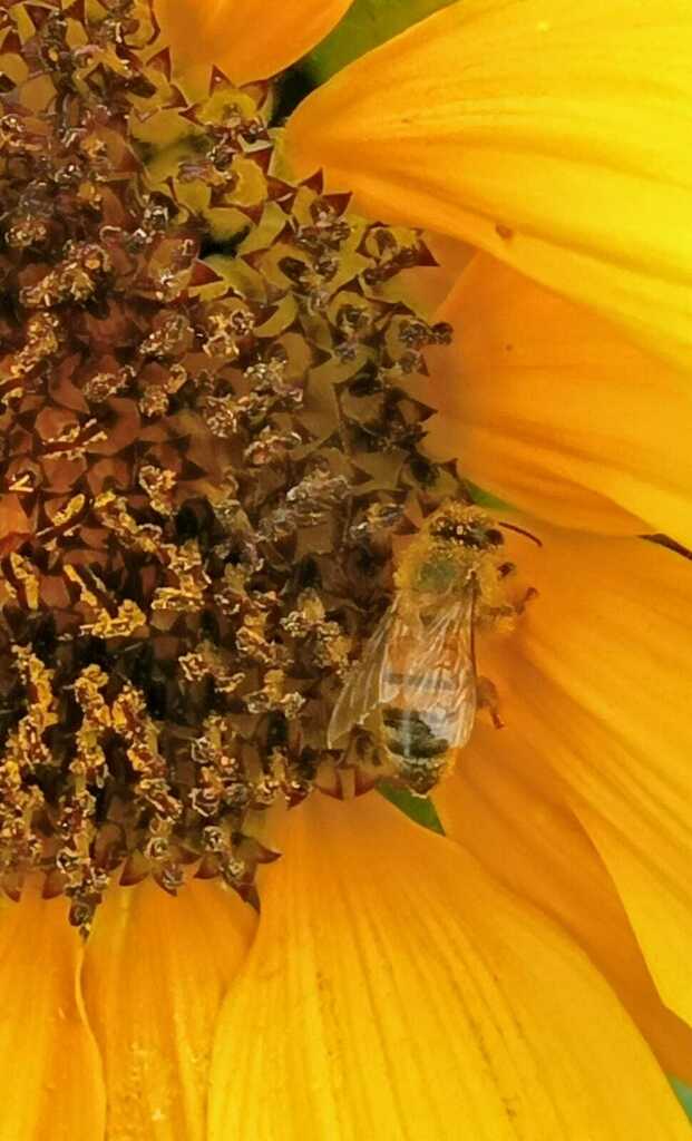 Western Honey Bee from 69WP+QCR, Chambo, Ecuador on January 22, 2024 at ...