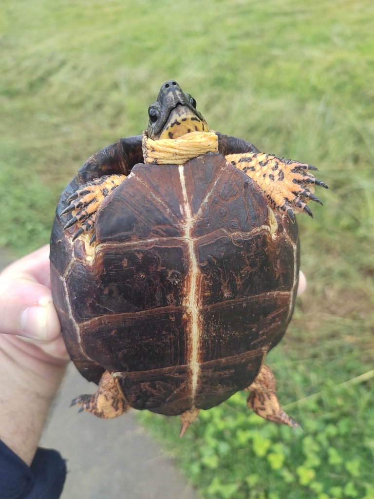 Neotropical Wood Turtles from Sarapiquí, CR-HE, CR on January 22, 2024 ...