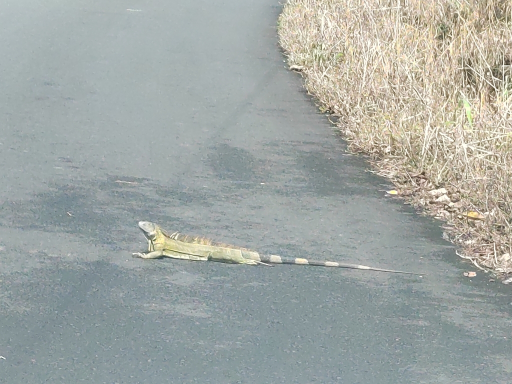 Green Iguana from Sarapiquí, CR-HE, CR on January 22, 2024 at 10:30 AM ...