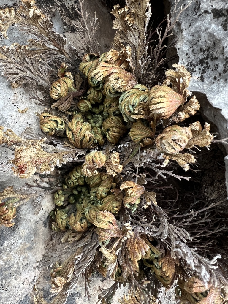 resurrection plant from Seminole Canyon State Park & Historic Site ...