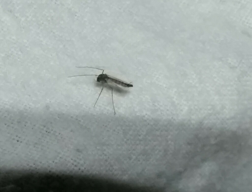 Common Midge from Site E 2 on January 17, 2024 at 10:15 PM by Rowan ...