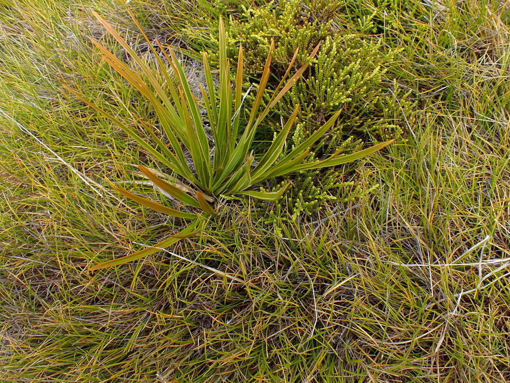 Spaniard grass from Rainbow 7072, New Zealand on January 21, 2024 at 09 ...