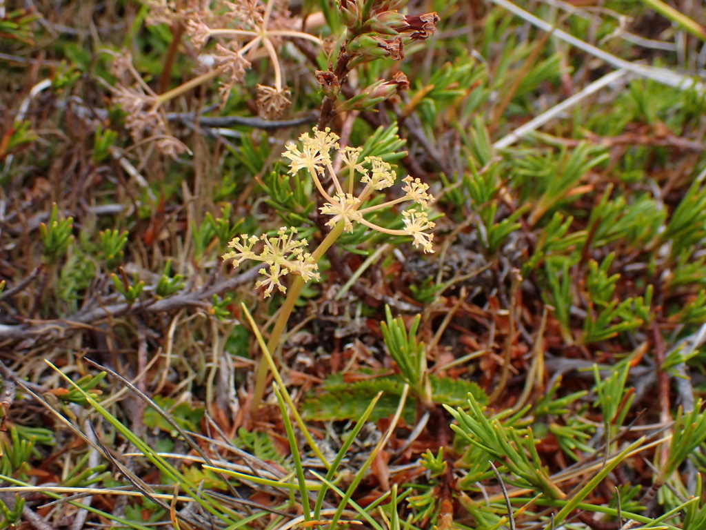 Kopoti from Rainbow 7072, New Zealand on January 21, 2024 at 08:00 AM ...