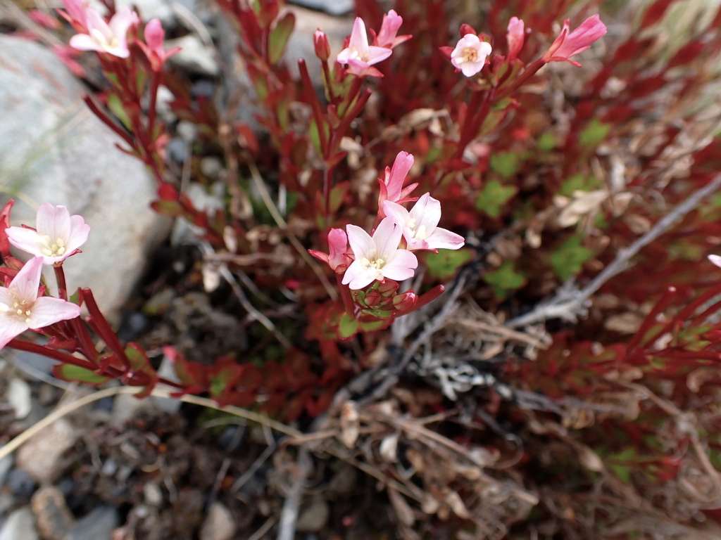 willowherbs from Rainbow 7072, New Zealand on January 21, 2024 at 07:45 ...