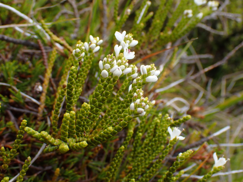 Veronica hectorii coarctata from Rainbow 7072, New Zealand on January ...