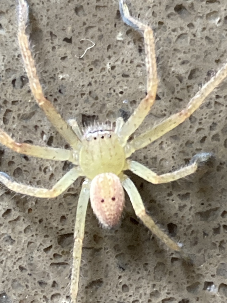 Badge Huntsman Spiders from Burraneer Rd, Coomba Park, NSW, AU on ...