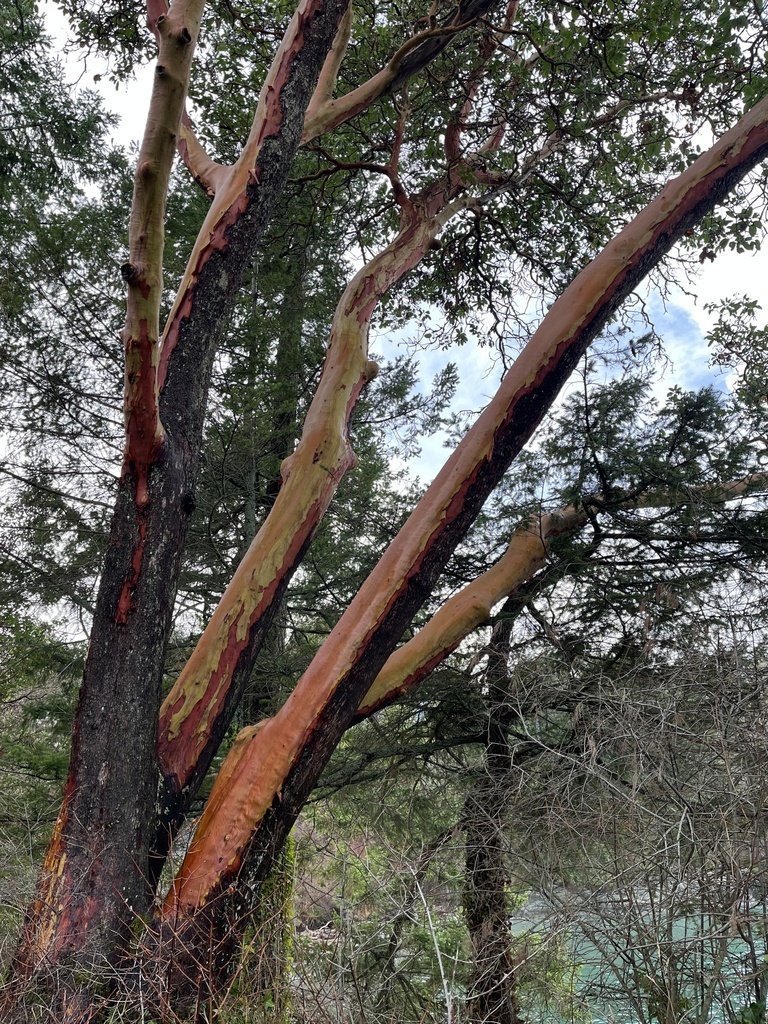 Pacific madrone from Hollydene Park, Saanich, BC, CA on January 22 ...