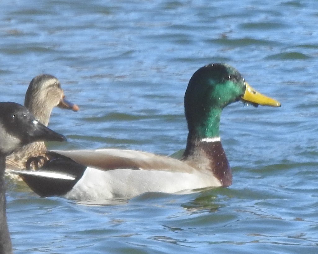 Mallard from Denton, MD 21629, USA on January 17, 2024 at 10:52 AM by ...