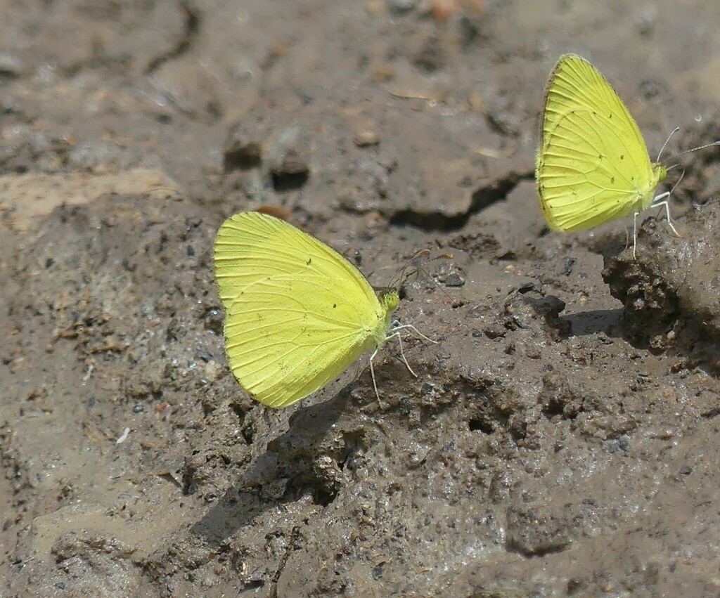 Small Grass-yellow from Jerrys Plains NSW 2330, Australia on January 20 ...