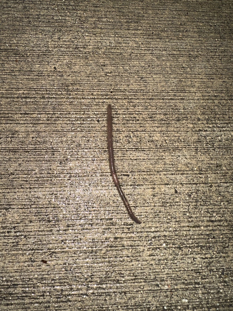 Dendrodrilus from University of Redlands, Redlands, CA, US on January ...