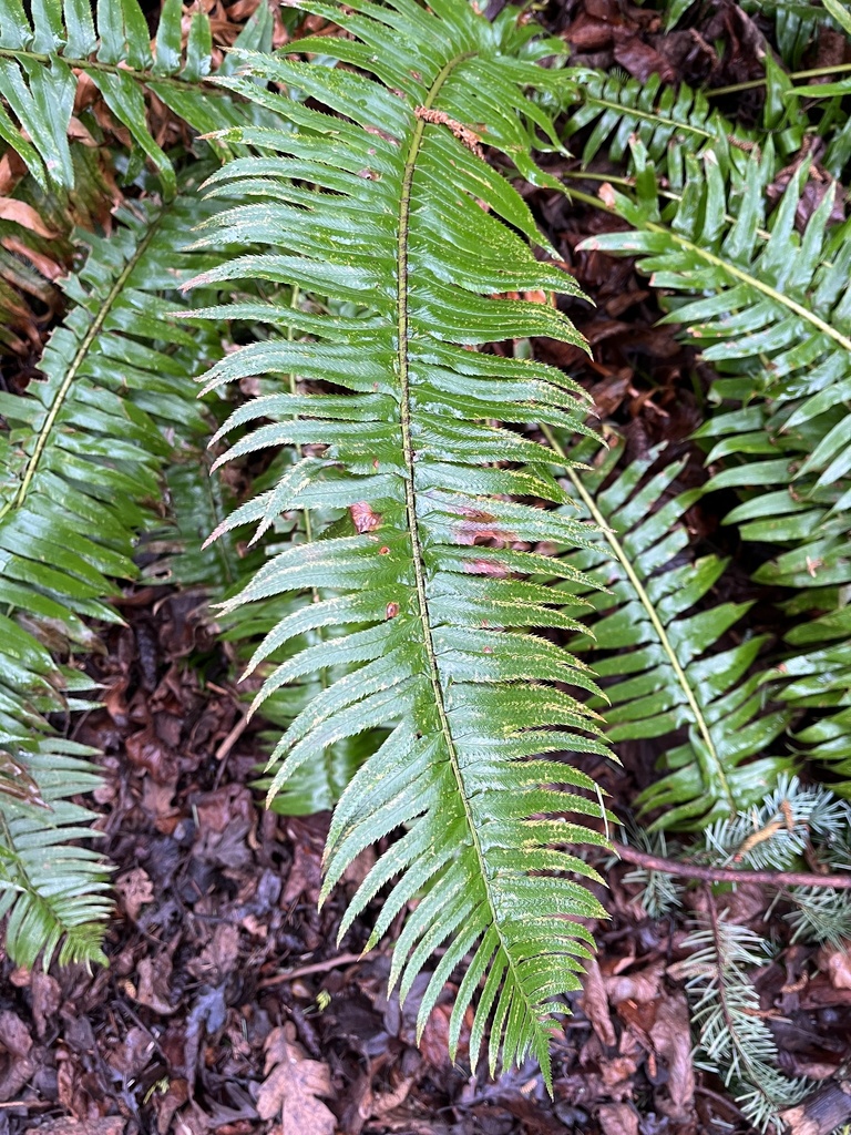 western sword fern from Hollydene Park, Saanich, BC, CA on January 22 ...