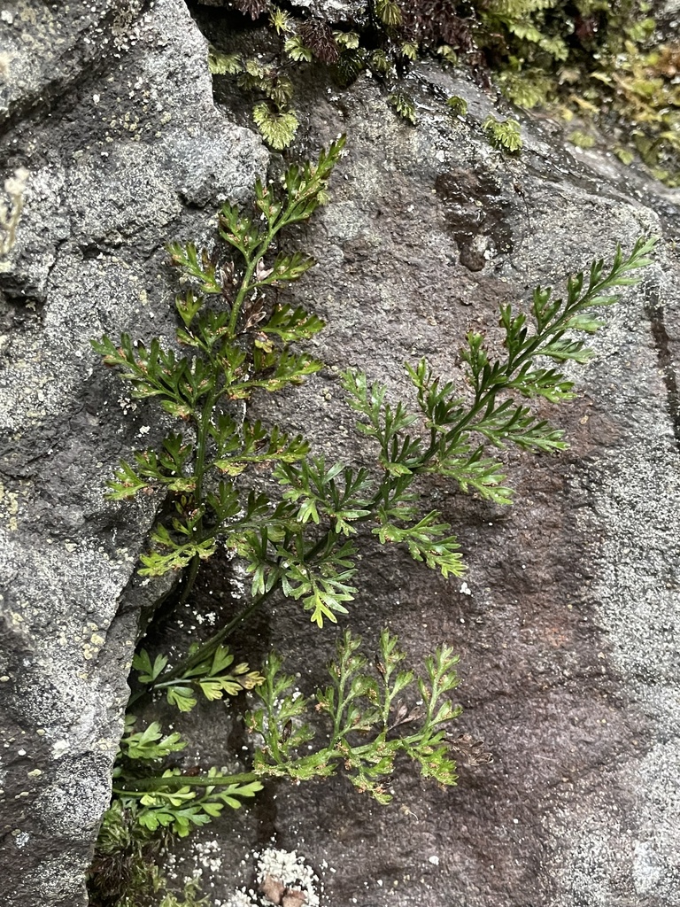 Ground Spleenwort from Tongariro National Park, Tongariro National Park ...