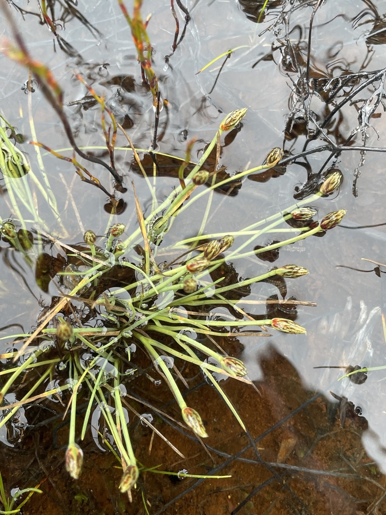 alpine club-rush in January 2024 by Laura · iNaturalist