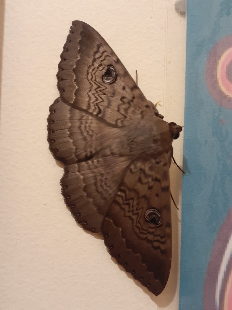 Northern Wattle Moth in January 2024 by carmencp · iNaturalist