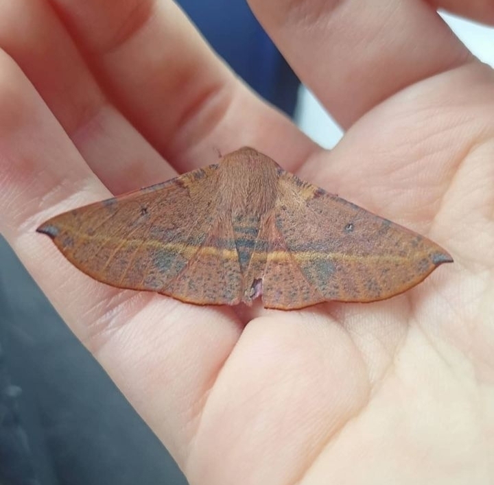 Pink-bellied Moth from Port Noarlunga South SA 5167, Australia on ...