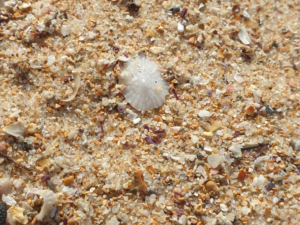 Trimusculus conicus from Maroubra NSW 2035, Australia on January 23 ...