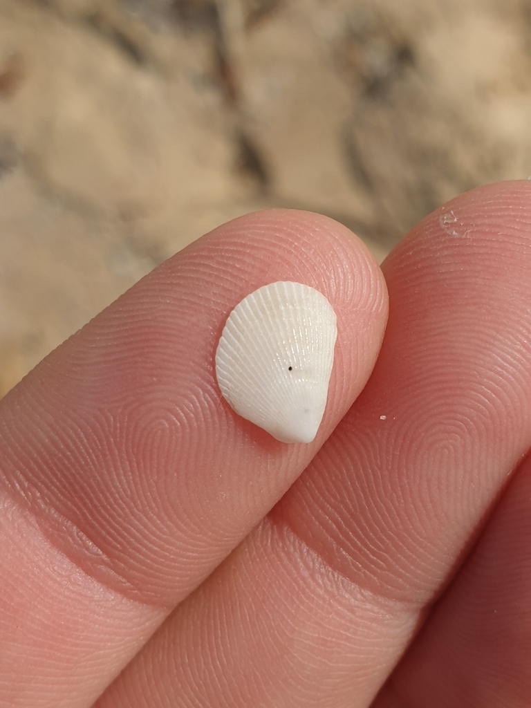 Lima nimbifer from Maroubra NSW 2035, Australia on January 23, 2024 at 04:06 PM by Nick Lambert ...