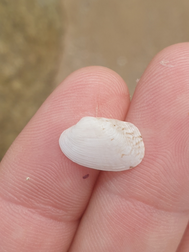Little Bean Venus from Maroubra NSW 2035, Australia on January 23, 2024 ...
