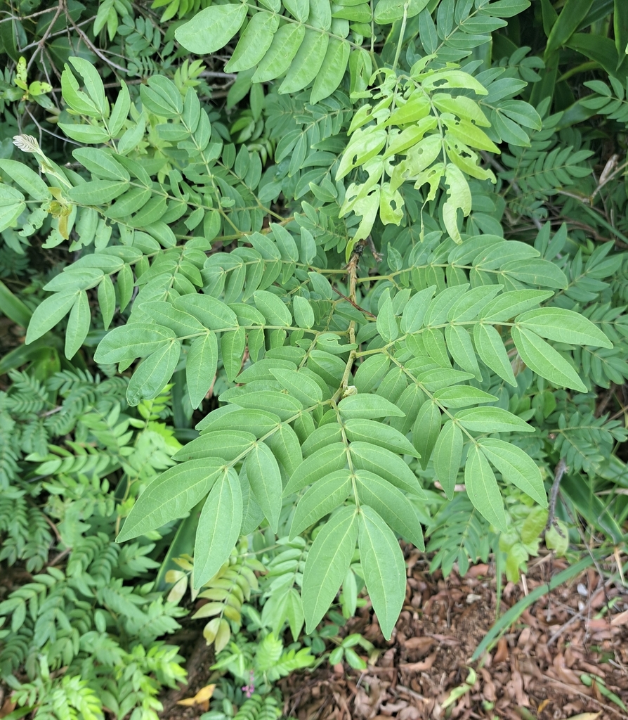 scarlet powder-puff in January 2024 by econico · iNaturalist