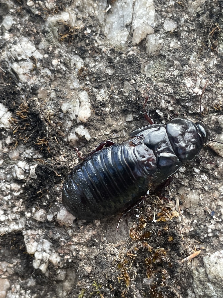 Australian wood cockroach from Wilsons Promontory National Park ...