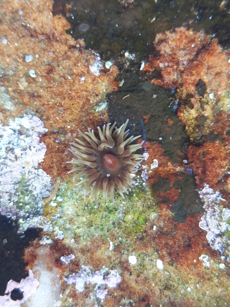 Anemonia mutabilis from Malabar NSW 2036, Australia on January 23, 2024 ...