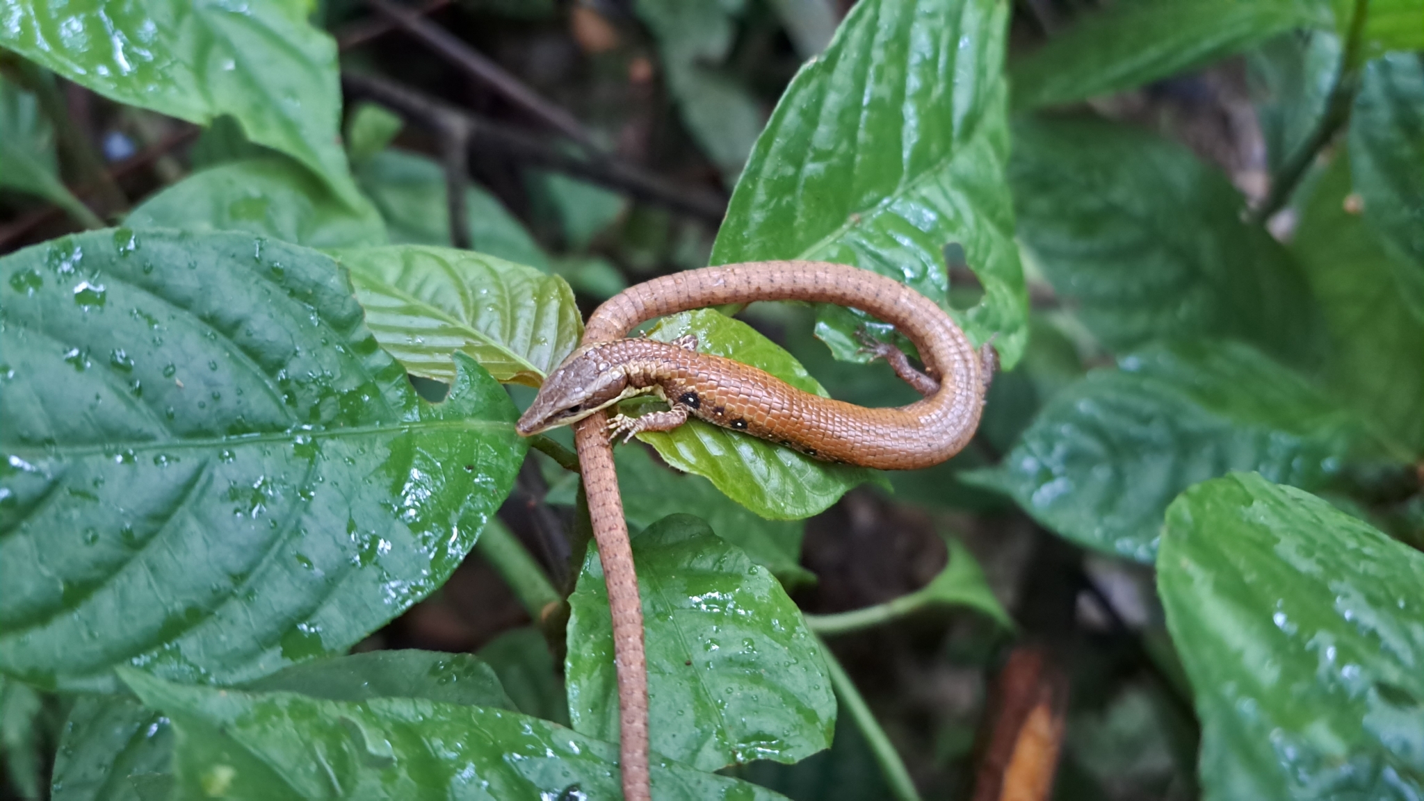 STRI Research Portal Detailed Collection Record Information