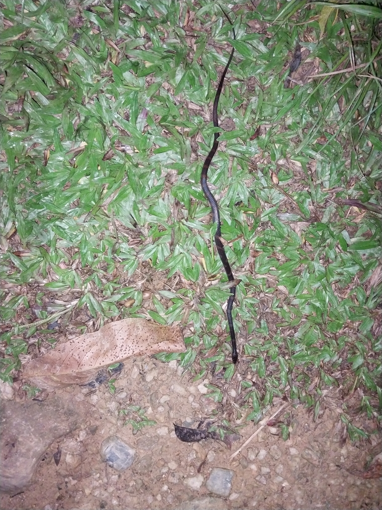 Forest Flame Snake from Tunapuna/Piarco Regional Corporation, Trinidad ...