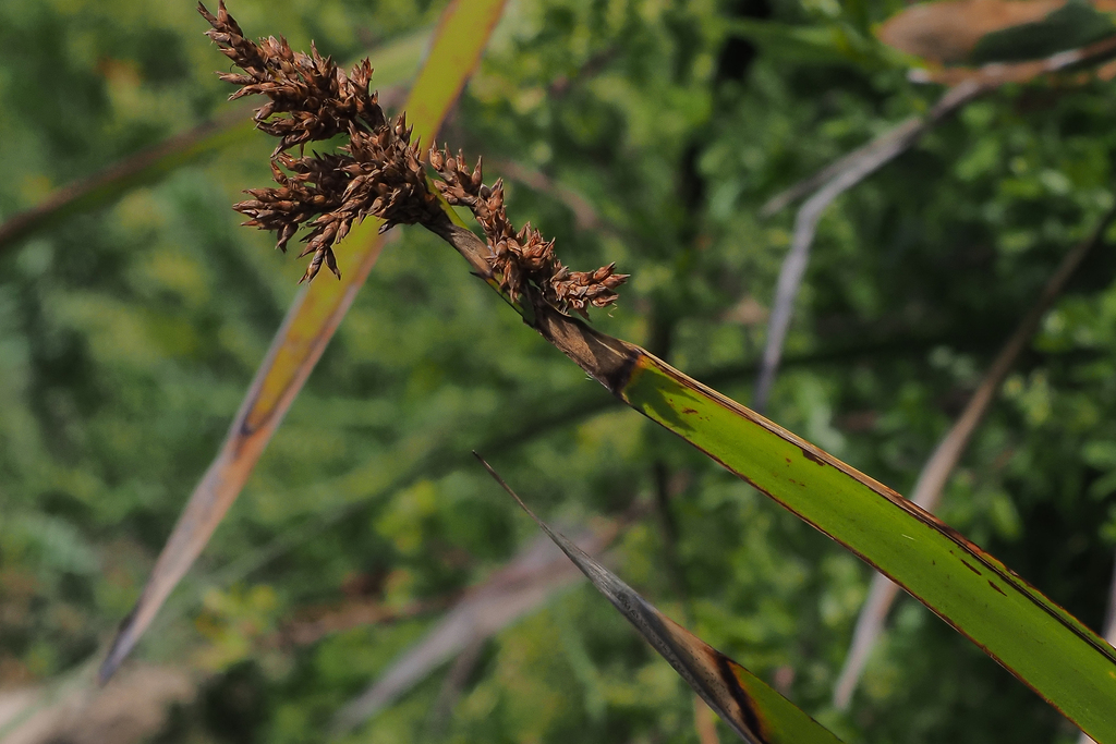 Coast Sword-sedge from Discovery Bay, Nelson VIC 3292, Australia on ...